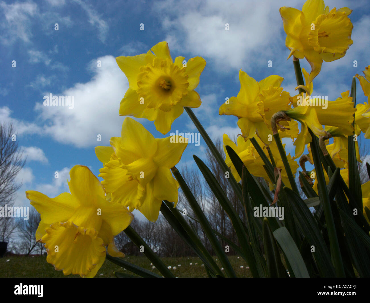 Irish grown daffodils hi-res stock photography and images - Alamy