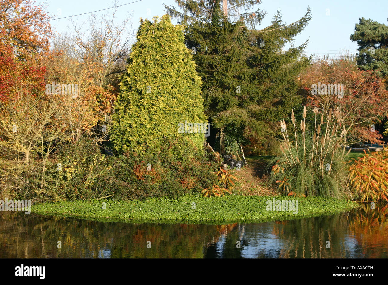 autumn riverside reflection bushes plants colours river medway yalding ...