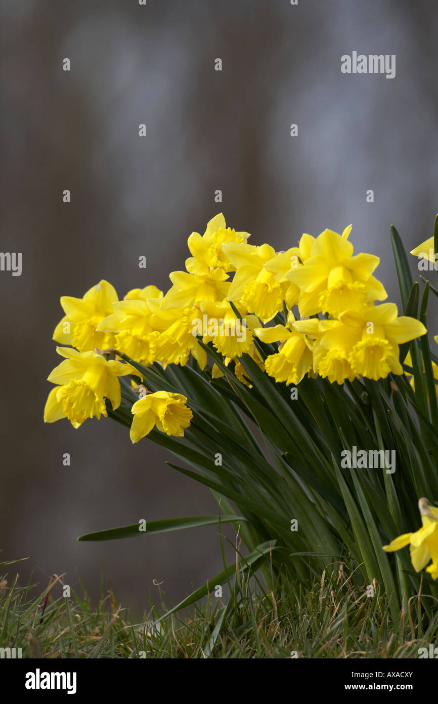 Irish grown daffodils hi-res stock photography and images - Alamy