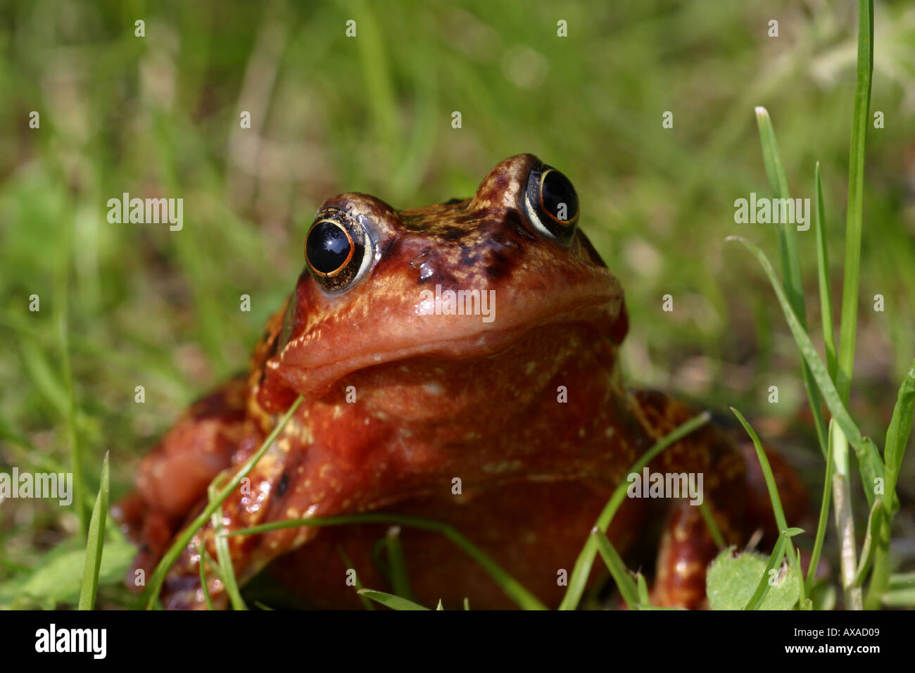 Frog on land hi-res stock photography and images - Alamy