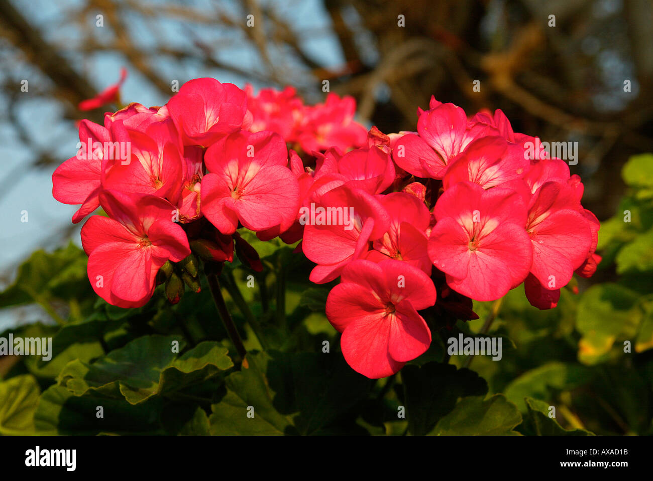 Annual geraniums hi-res stock photography and images - Alamy