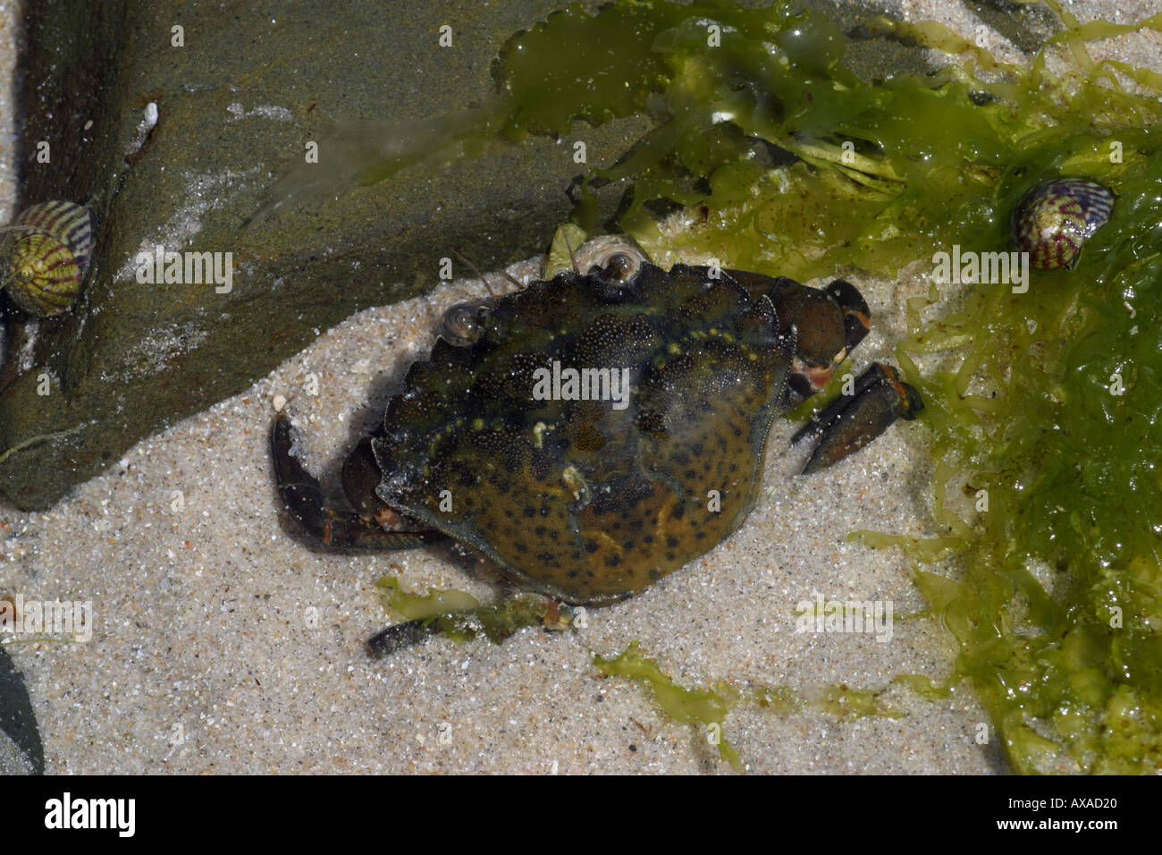 SHORE CRAB Carcinus maenas. UK Stock Photo - Alamy