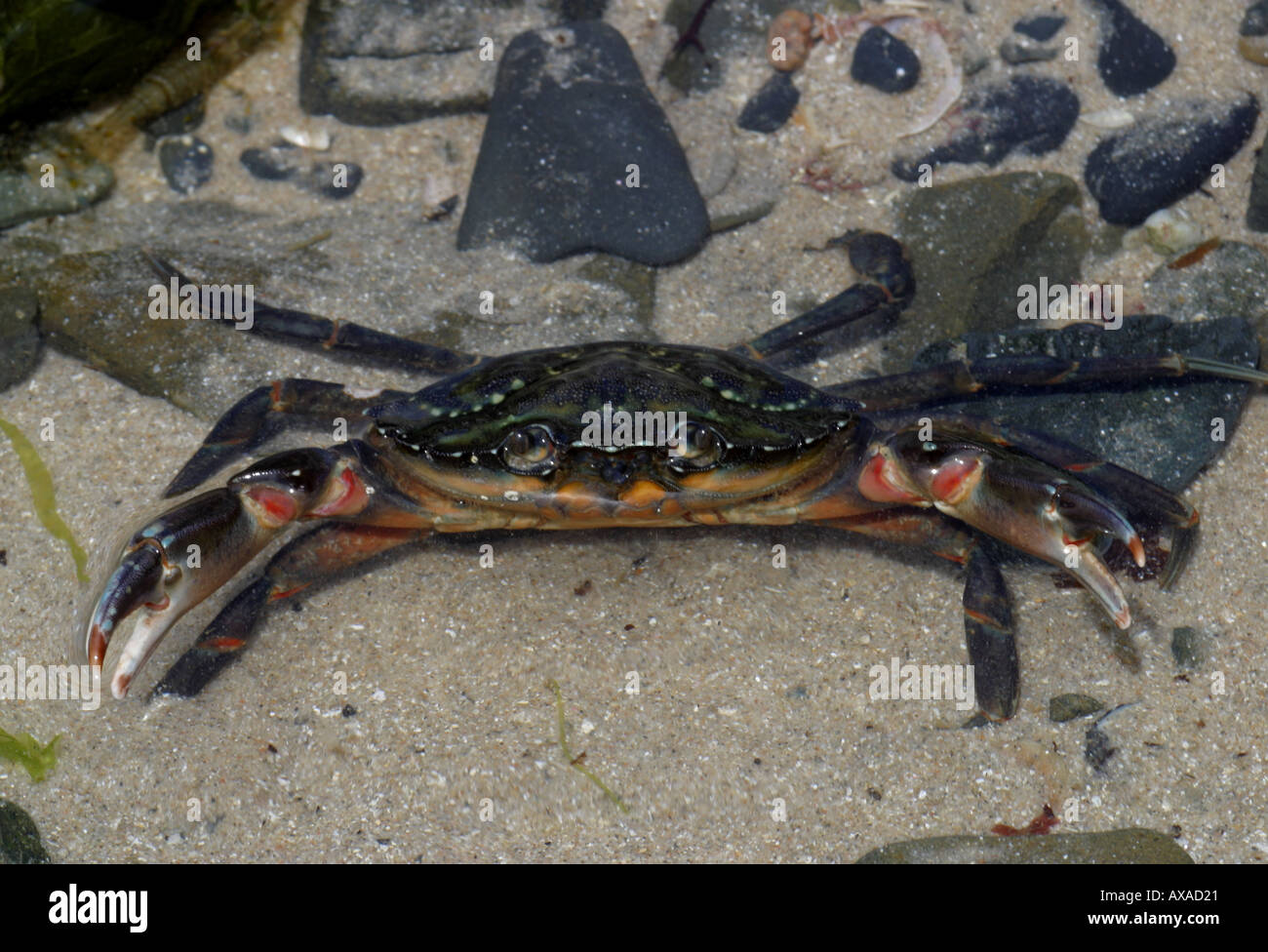 Rock pool uk shore crab hi-res stock photography and images - Alamy
