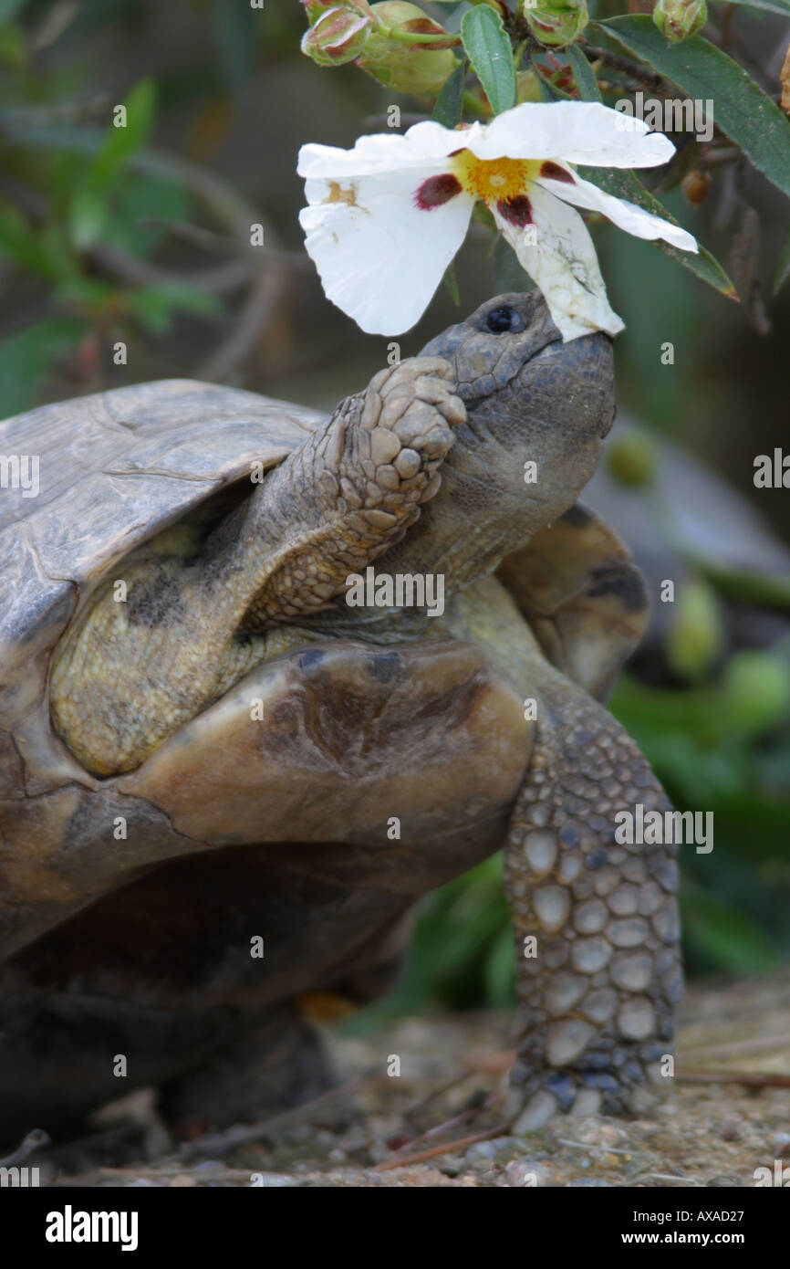 Tortoise eating flower hi-res stock photography and images - Alamy