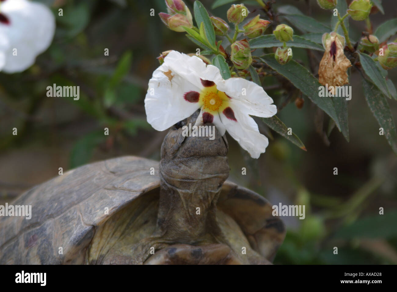 Tortoise eating flower hi-res stock photography and images - Alamy