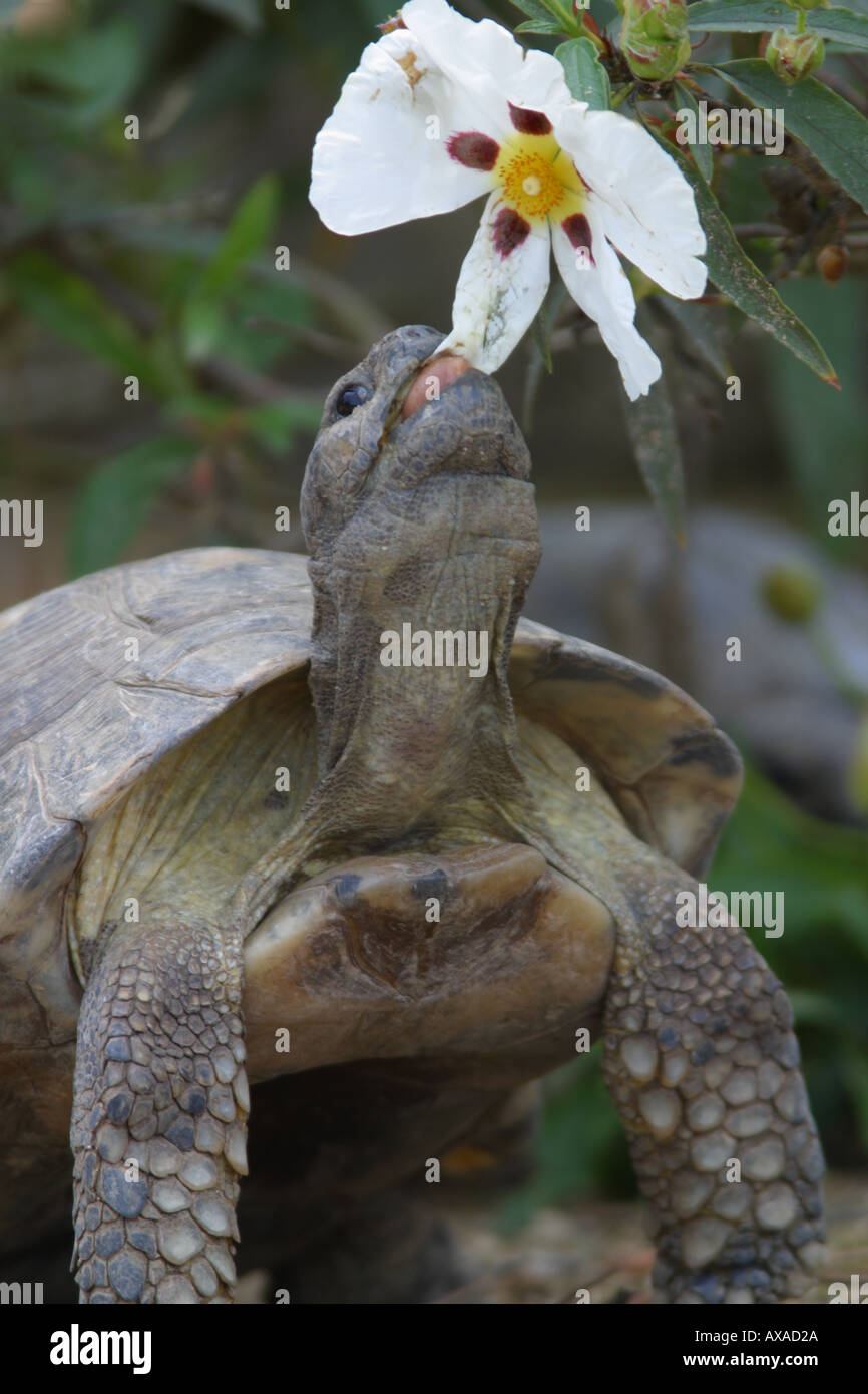 Tortoise eating flower hi-res stock photography and images - Alamy