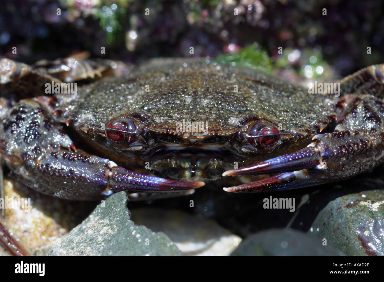 VELVET SWIMMING CRAB Necora puber Stock Photo - Alamy