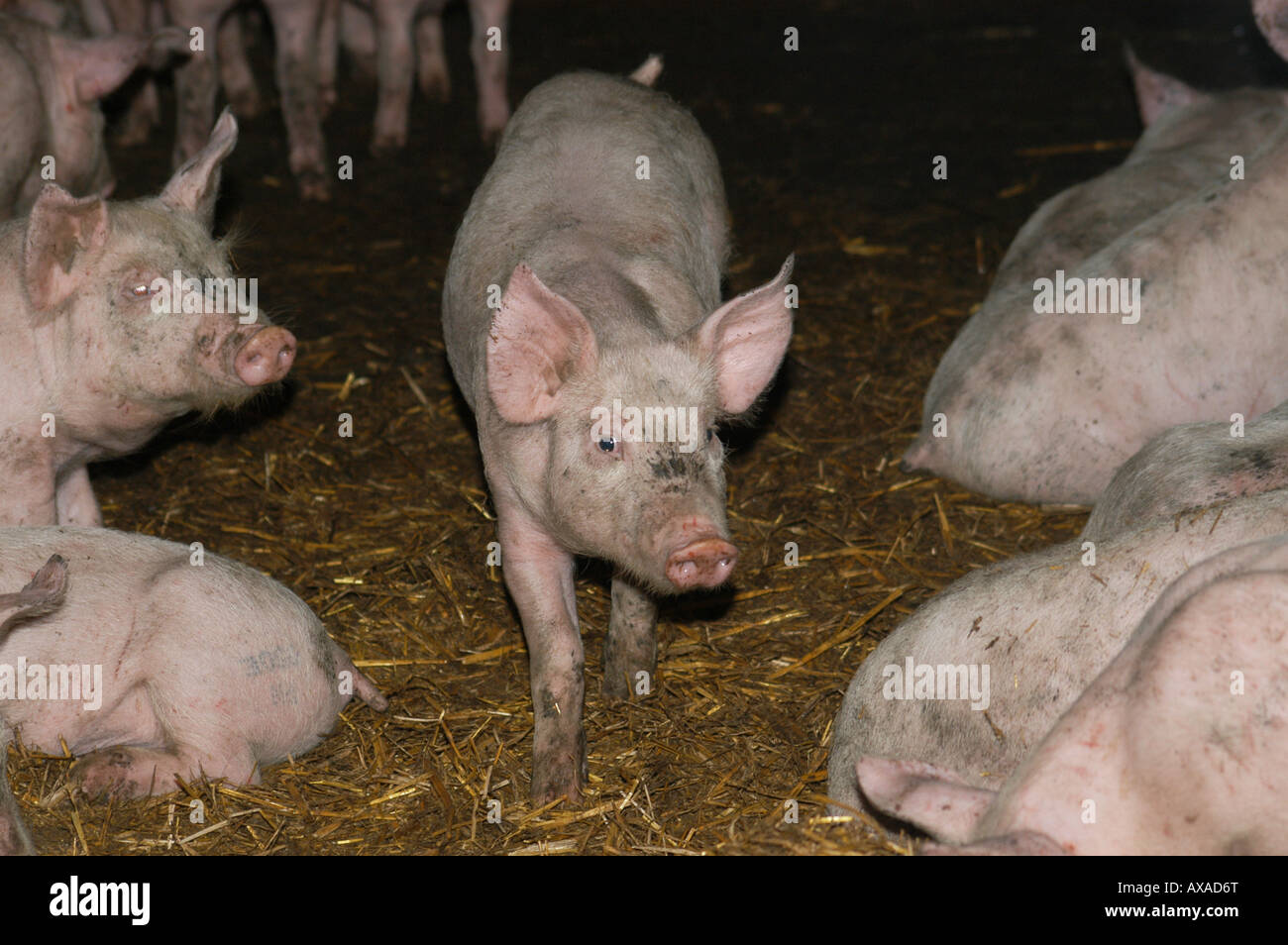 Farm capannone hi-res stock photography and images - Alamy