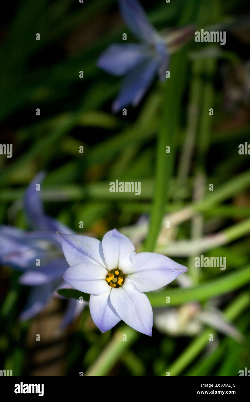 Purple sun star hi-res stock photography and images - Alamy