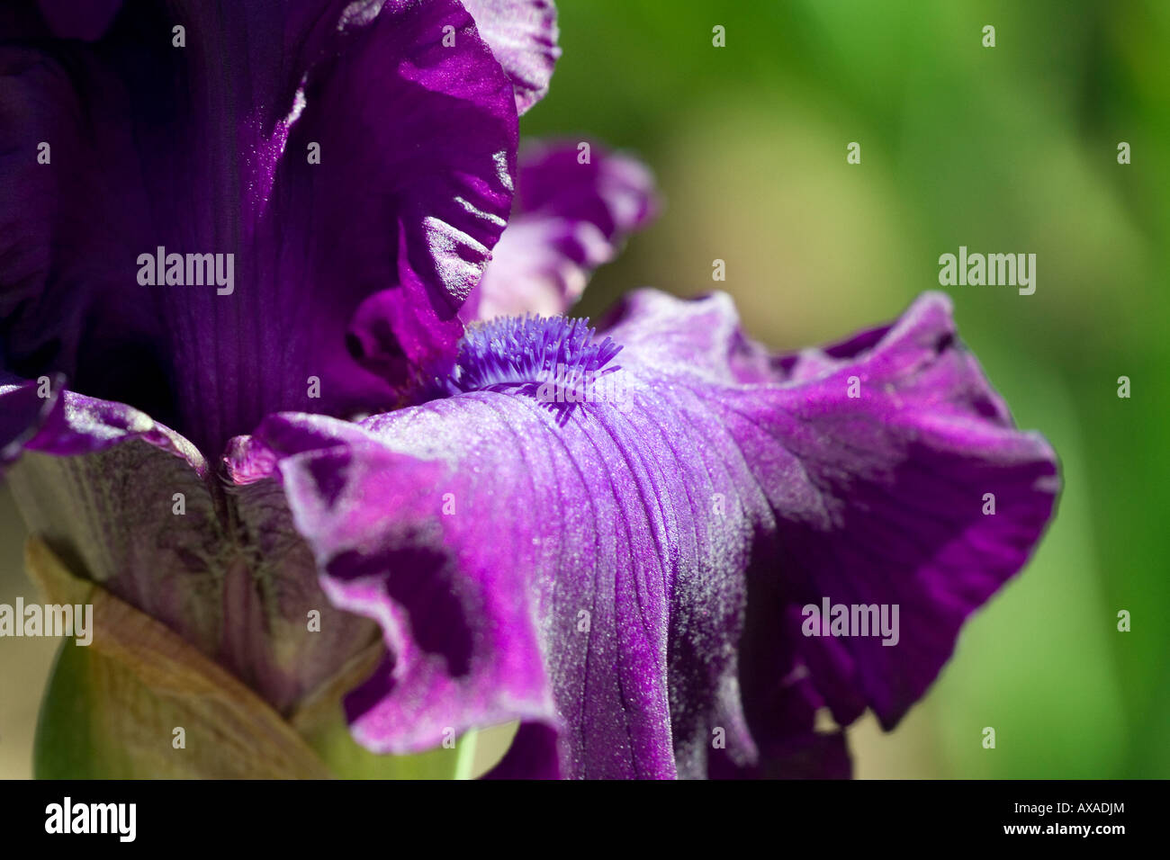 Purple standard hi-res stock photography and images - Alamy