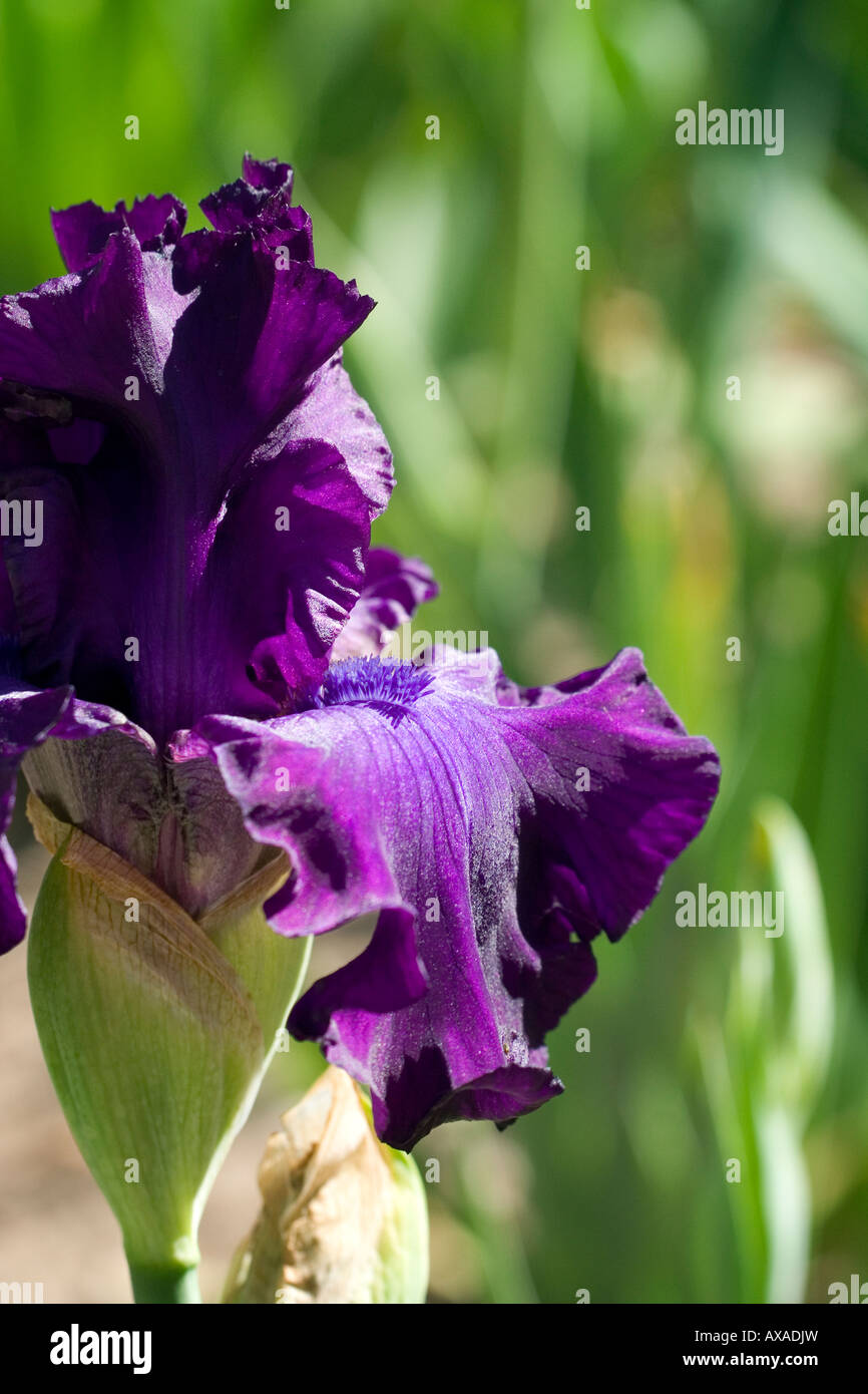 Purple Bearded Iris Stock Photo - Alamy
