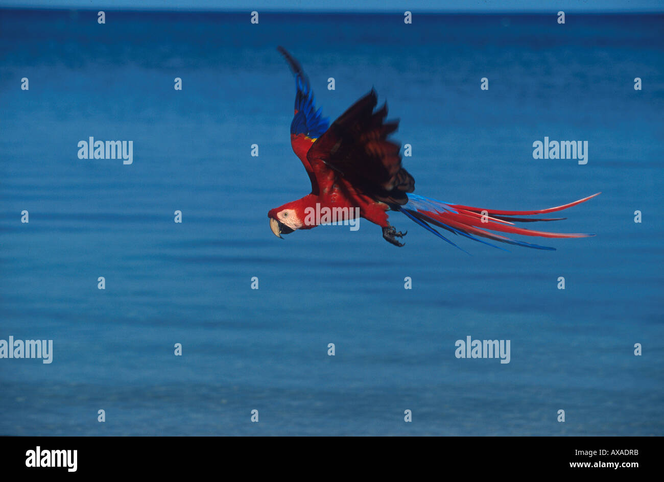 Flying red parrot hi-res stock photography and images - Alamy