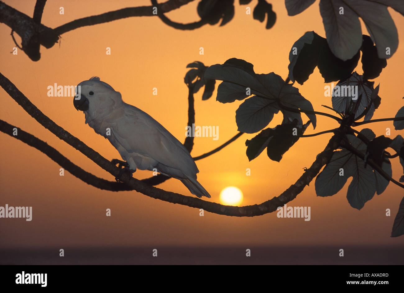Molukken hi-res stock photography and images - Alamy