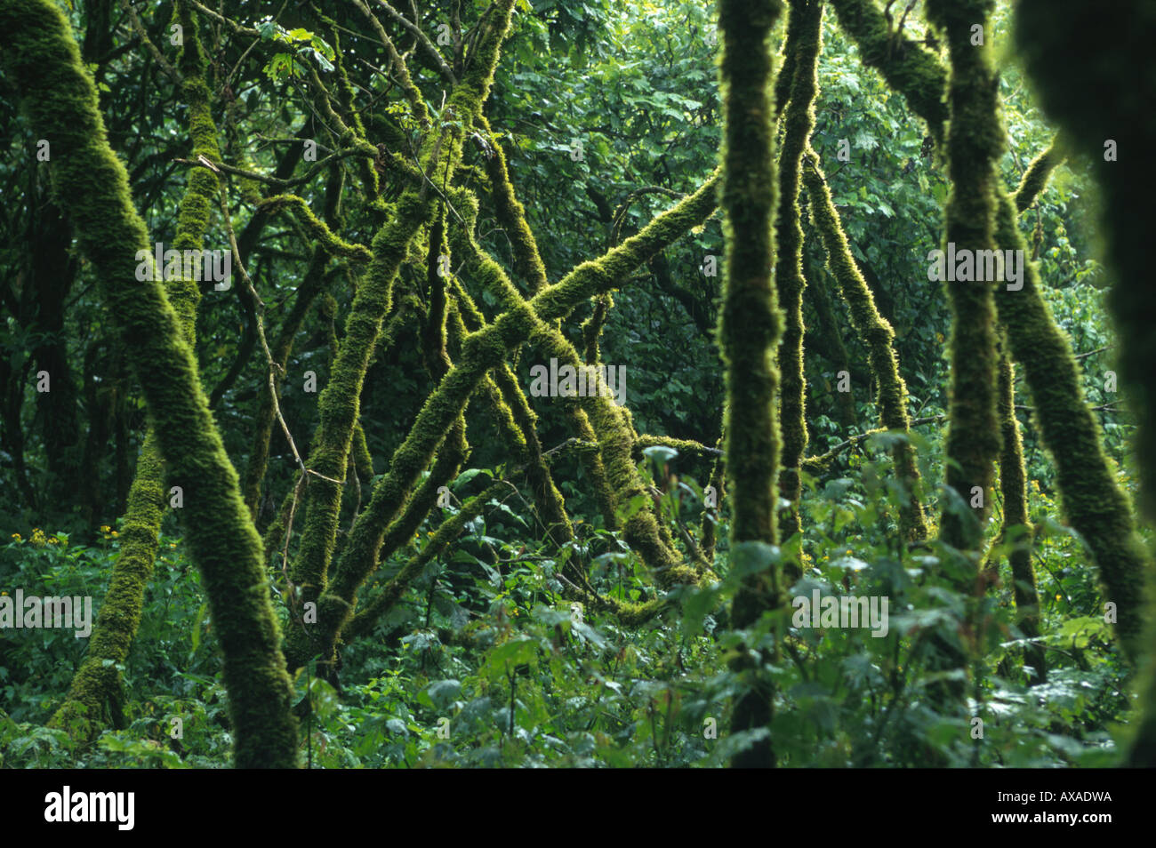 Zaire and jungle hi-res stock photography and images - Alamy
