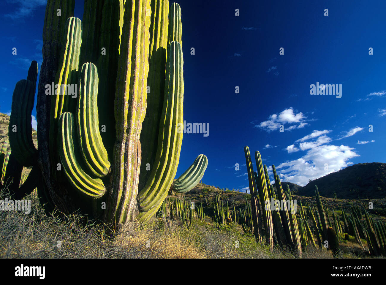 Isla Catalan Baja California, Mexiko Stock Photo - Alamy