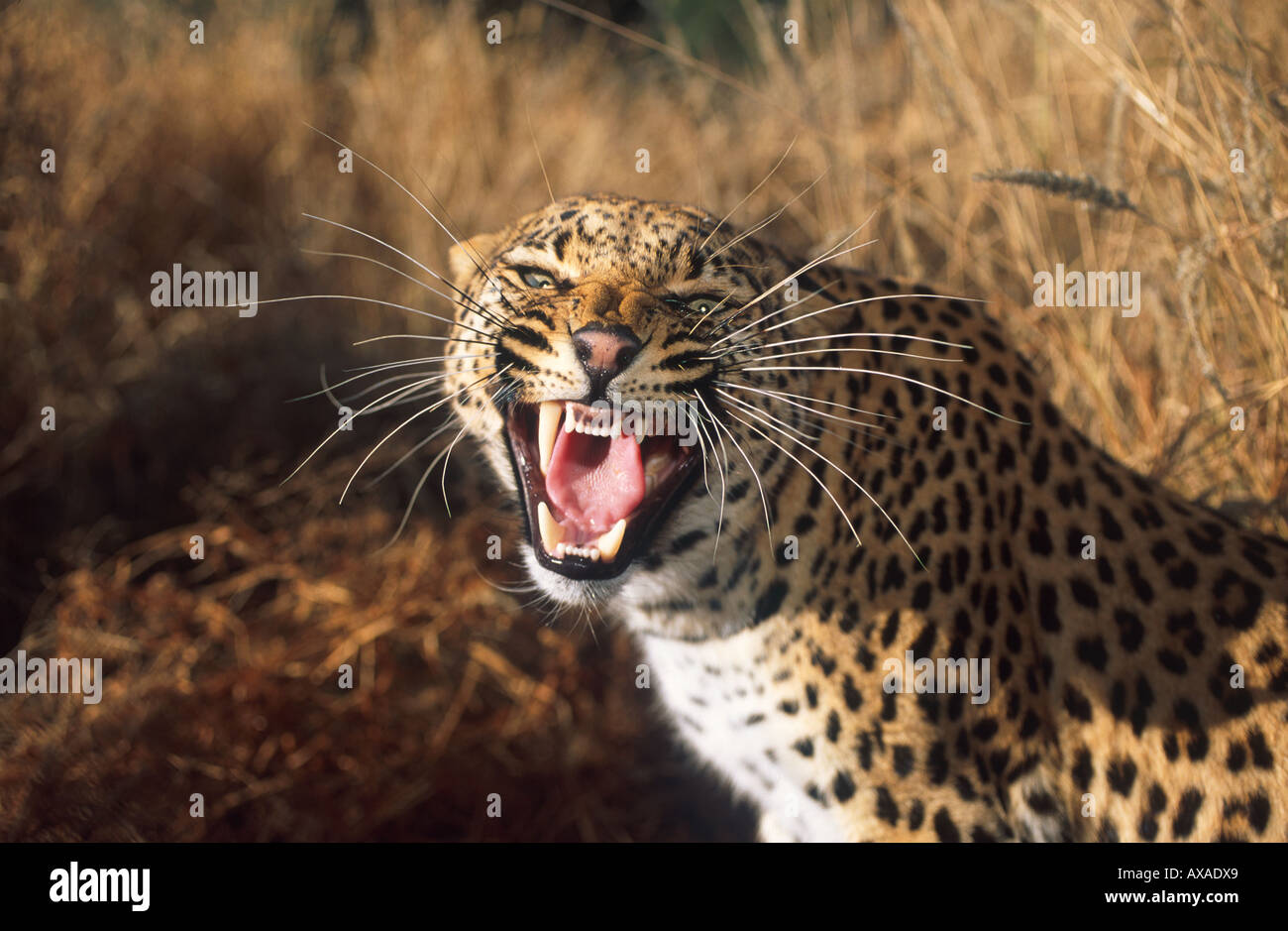 Mammal catalog hi-res stock photography and images - Alamy