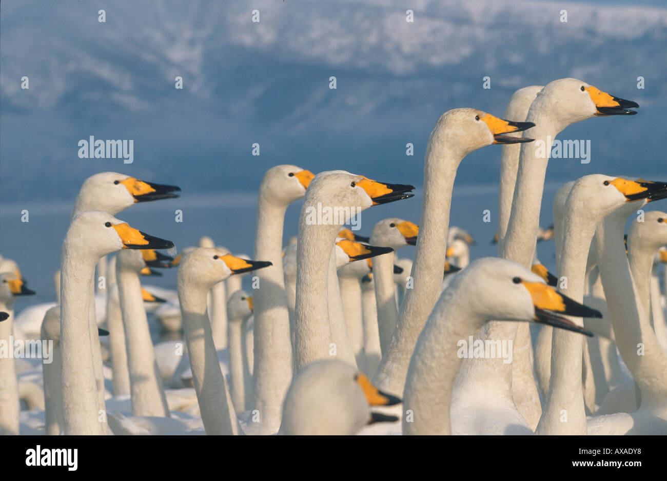 Singing Swans High Resolution Stock Photography and Images - Alamy
