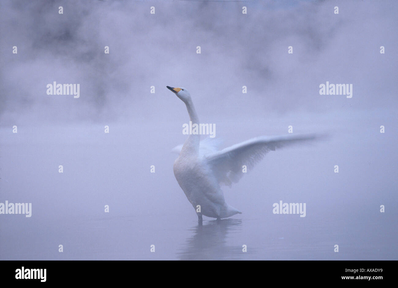 Opening wings hi-res stock photography and images - Alamy