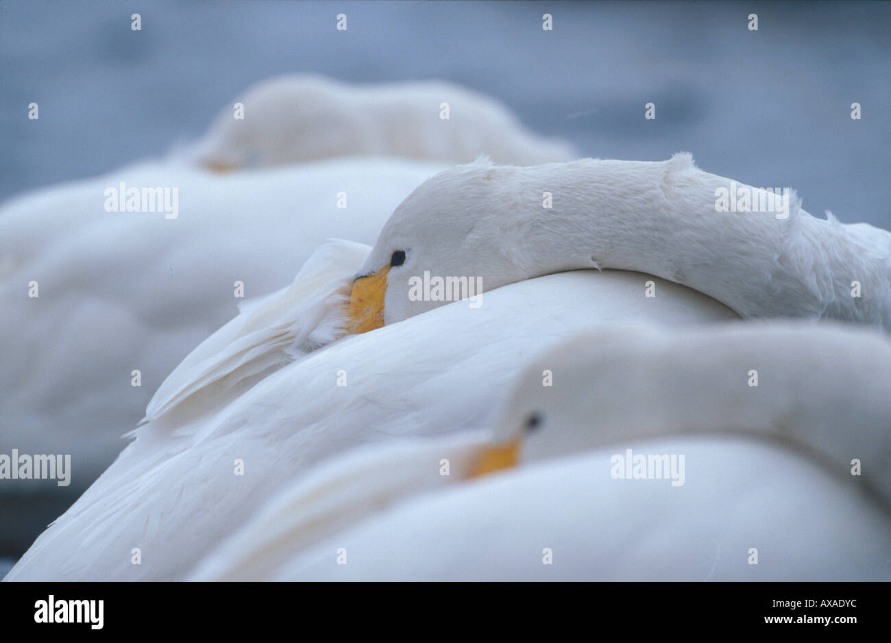 Singing swans hi-res stock photography and images - Alamy