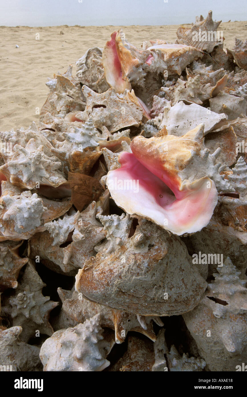 Antigua souvenir island hi-res stock photography and images - Alamy