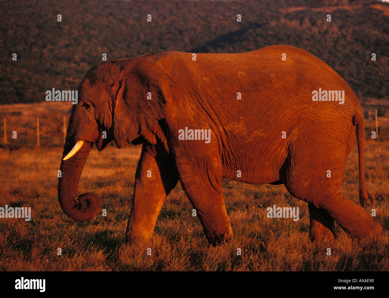 Southern Africa, Animals, Elephant, Shamwari Reserve Stock Photo - Alamy