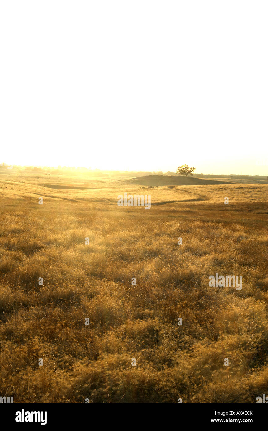 A field is turned to gold as the sun sets Stock Photo - Alamy