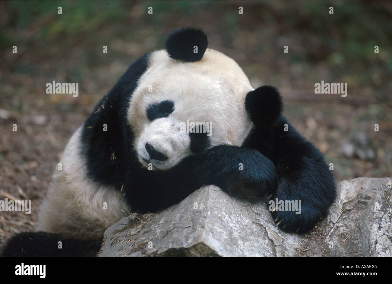 Grosser Panda High Resolution Stock Photography and Images - Alamy