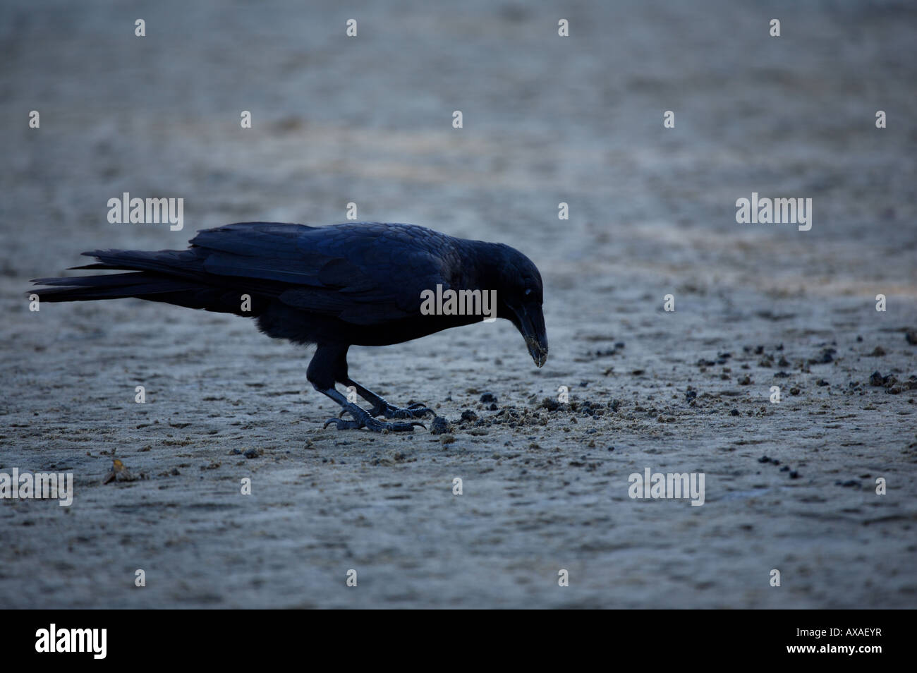 Little Raven (Corvus mellori) using its beak to dig for worms at low ...
