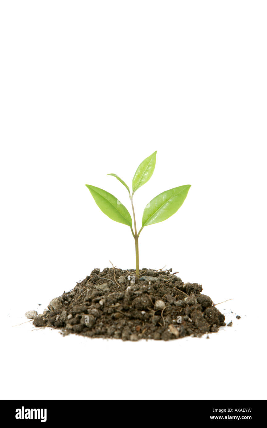 Small mound of earth Cut Out Stock Images & Pictures - Alamy