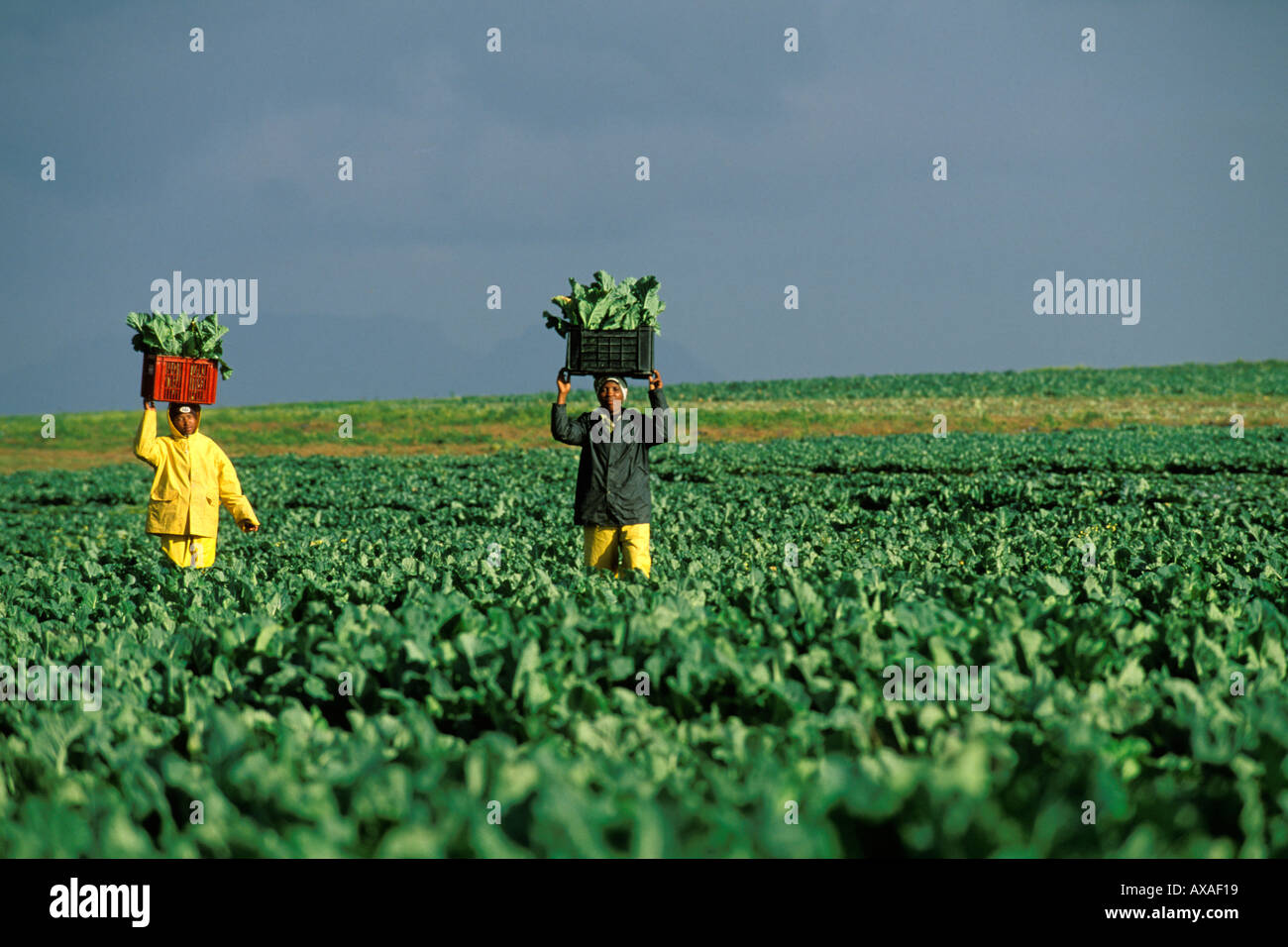South Africa, Stellenbosch, Farm workers Stock Photo - Alamy