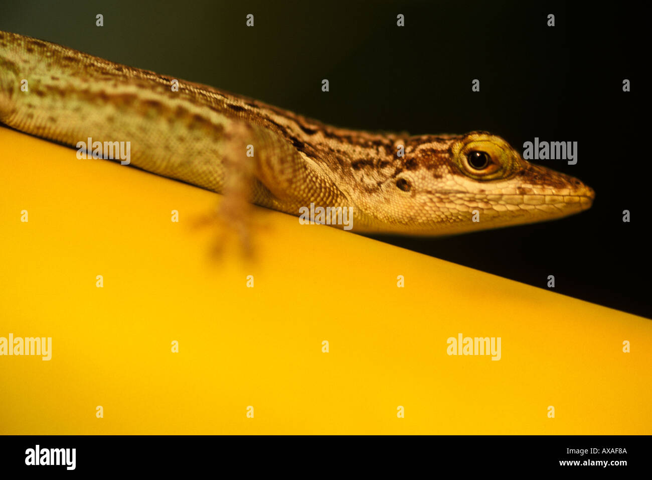 Fauna antigua hi-res stock photography and images - Alamy