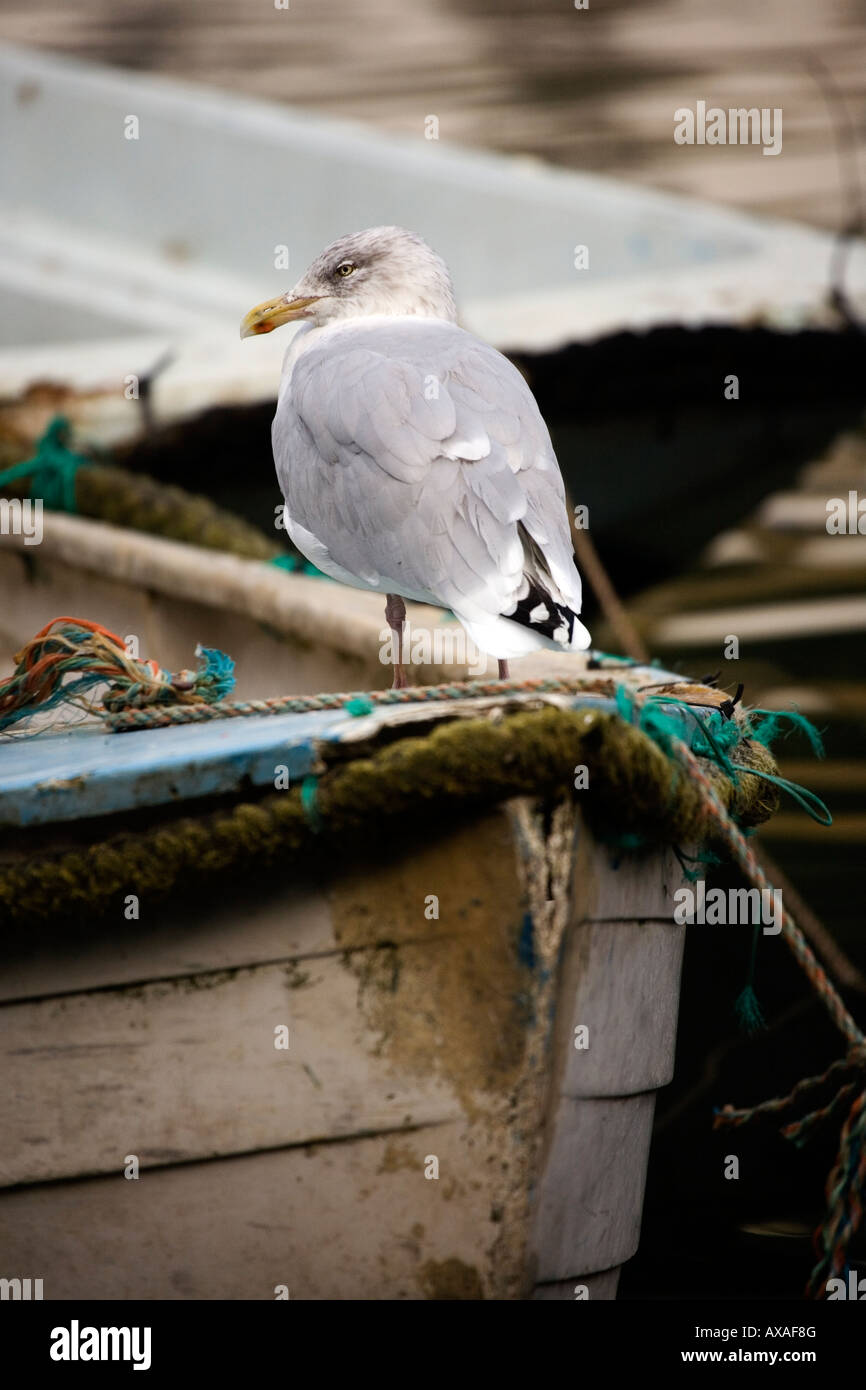 A seagull sits on the bow of a small boat in Polperro harbour, South ...