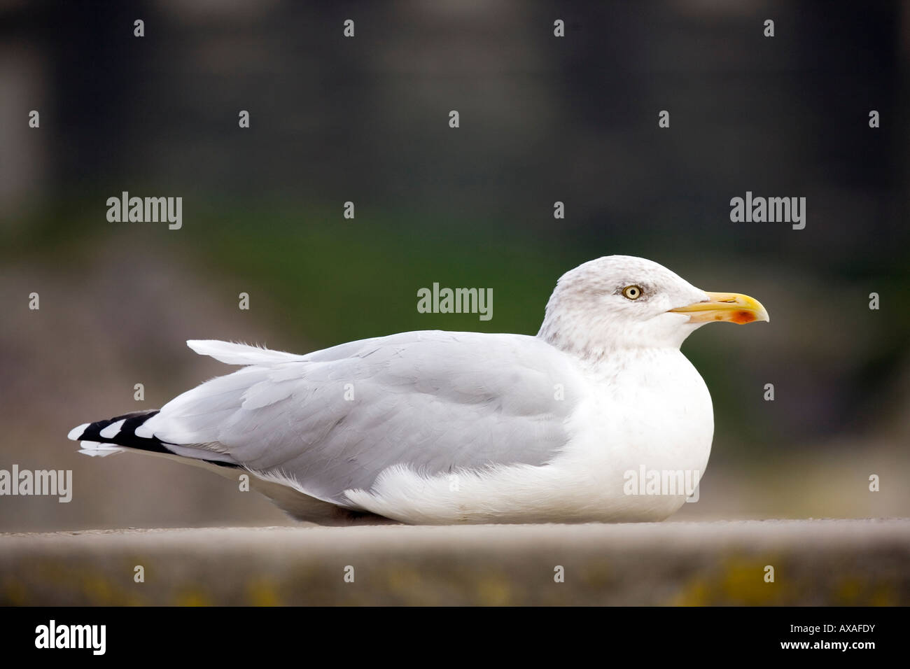 Profile Of A Seagull High Resolution Stock Photography and Images - Alamy