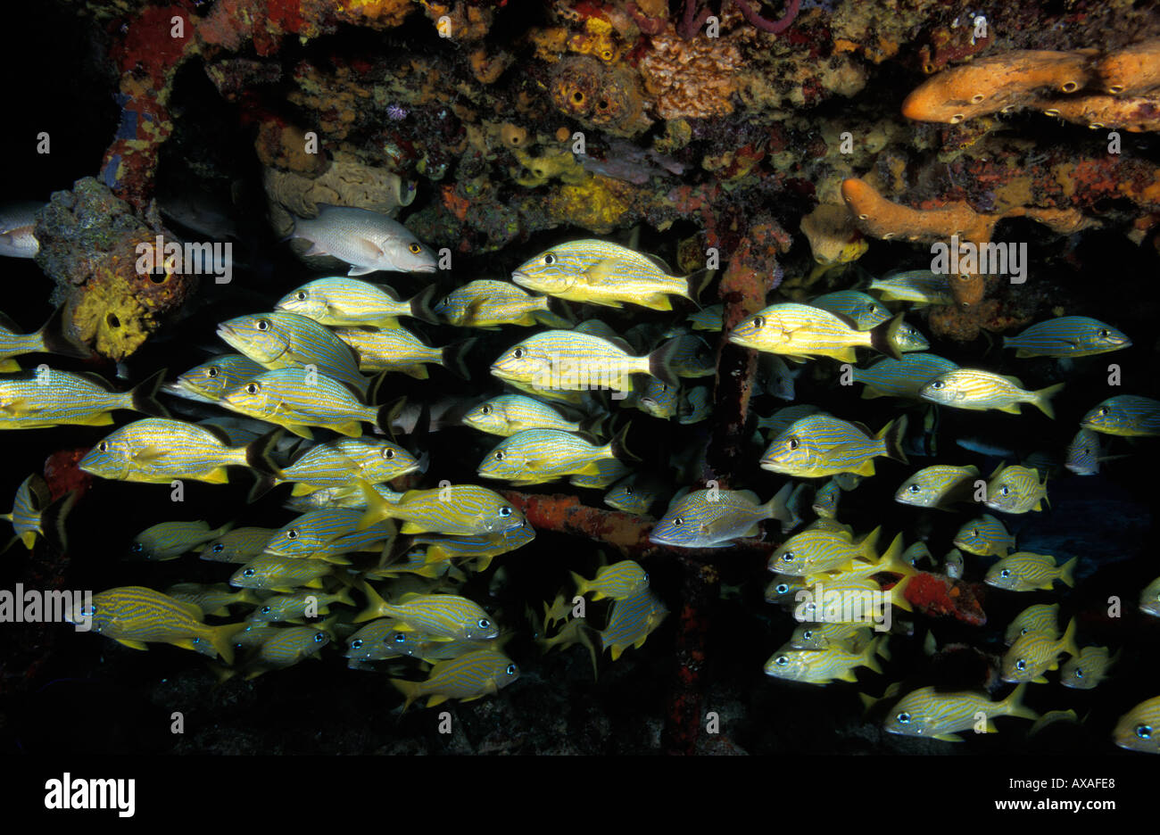 School of grunts by shipwreck hi-res stock photography and images - Alamy