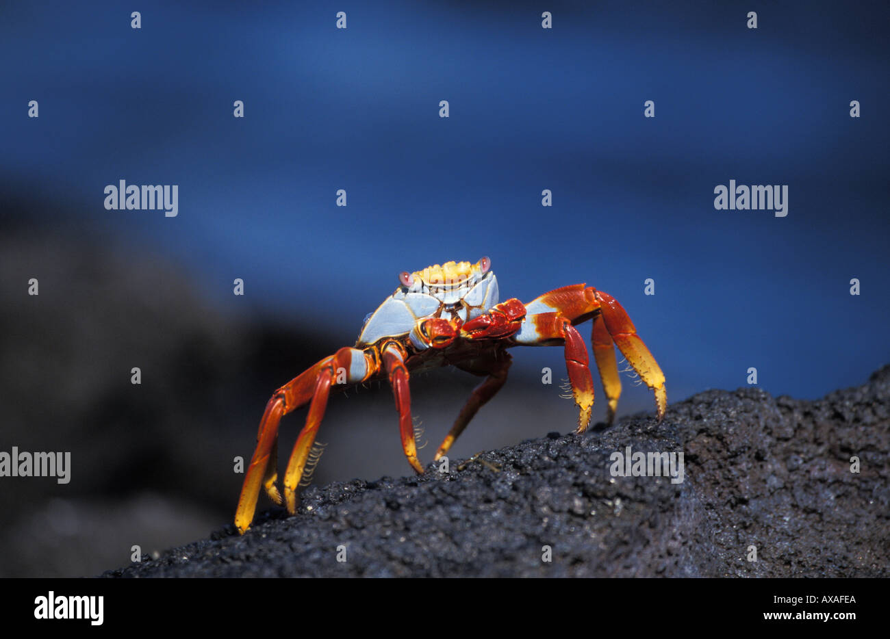 ND 205 SALLY LIGHT FOOT CRAB Grapsus grapsus GALAPAGOS ECUADOR PACIFIC ...