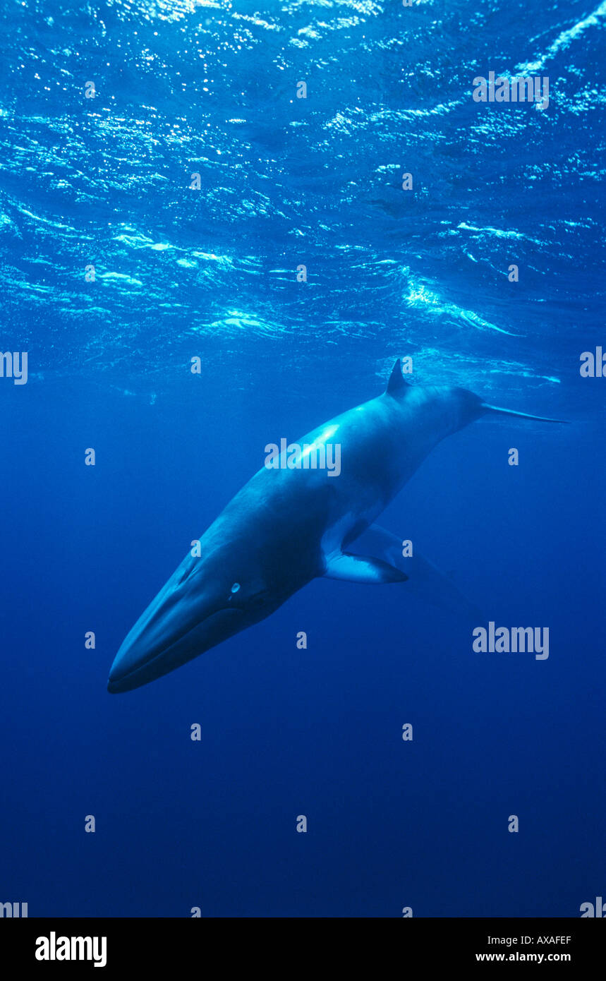 NE 29 Dwarf Minke Whale Balaenoptera acutorostrata subsp AUSTRALIA ...
