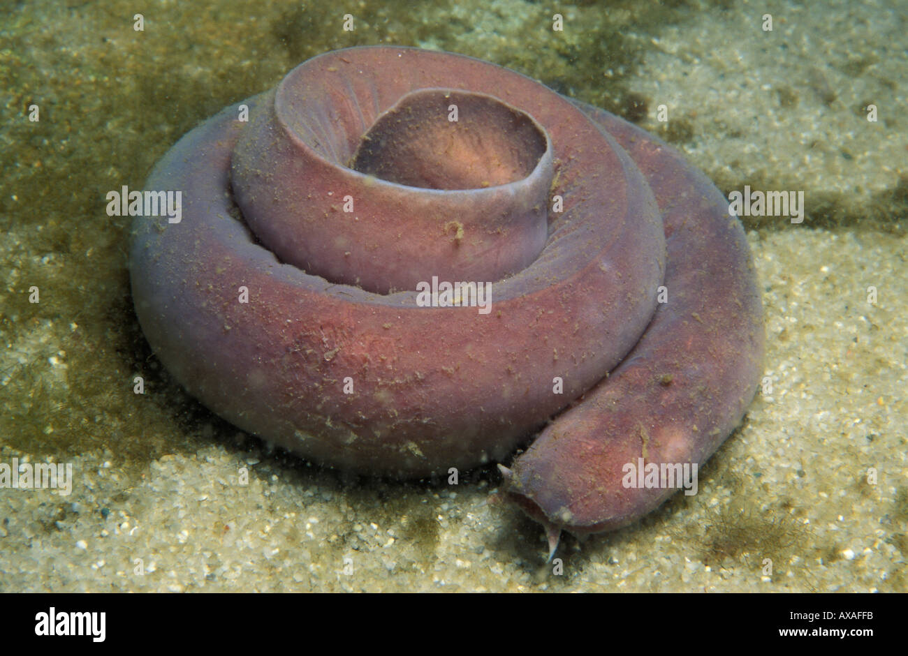 Photo CL 980 PACIFIC HAGFISH Eptatretus stoutii CALIFORNIA USA PACIFIC ...