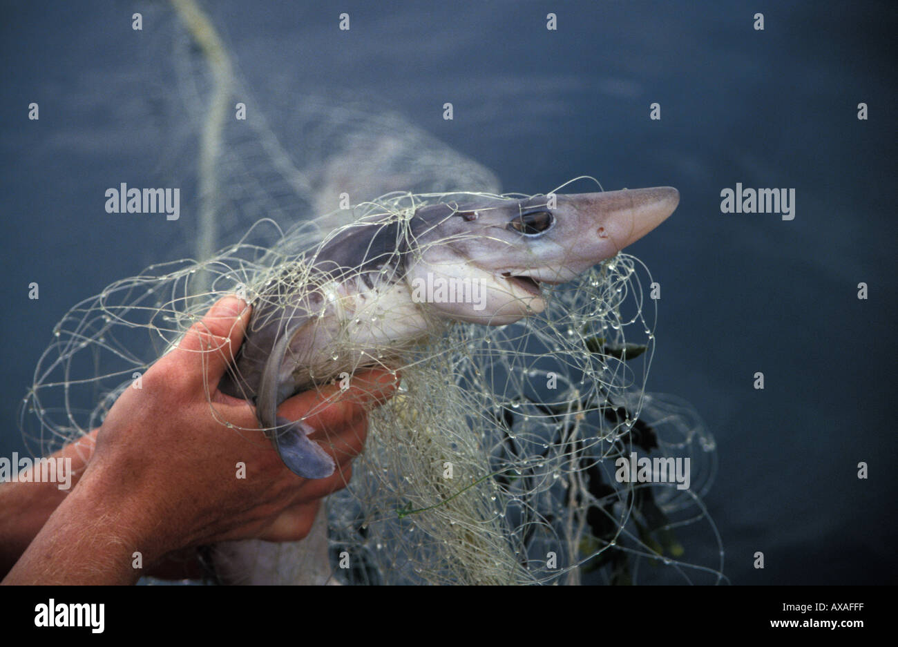What Animals Eat Dogfish