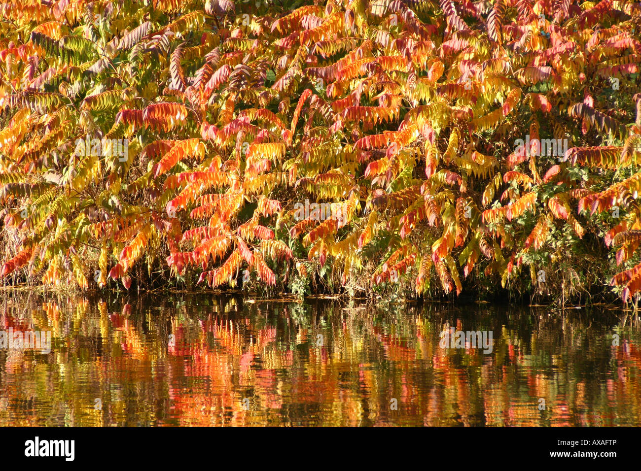 autumn riverside reflection bushes plants colours river medway yalding ...