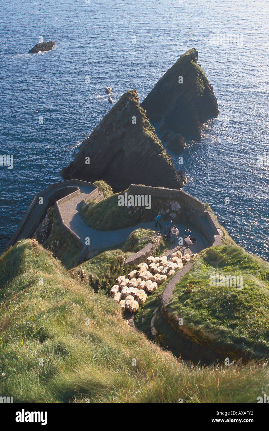 Dunquin sheep High Resolution Stock Photography and Images - Alamy