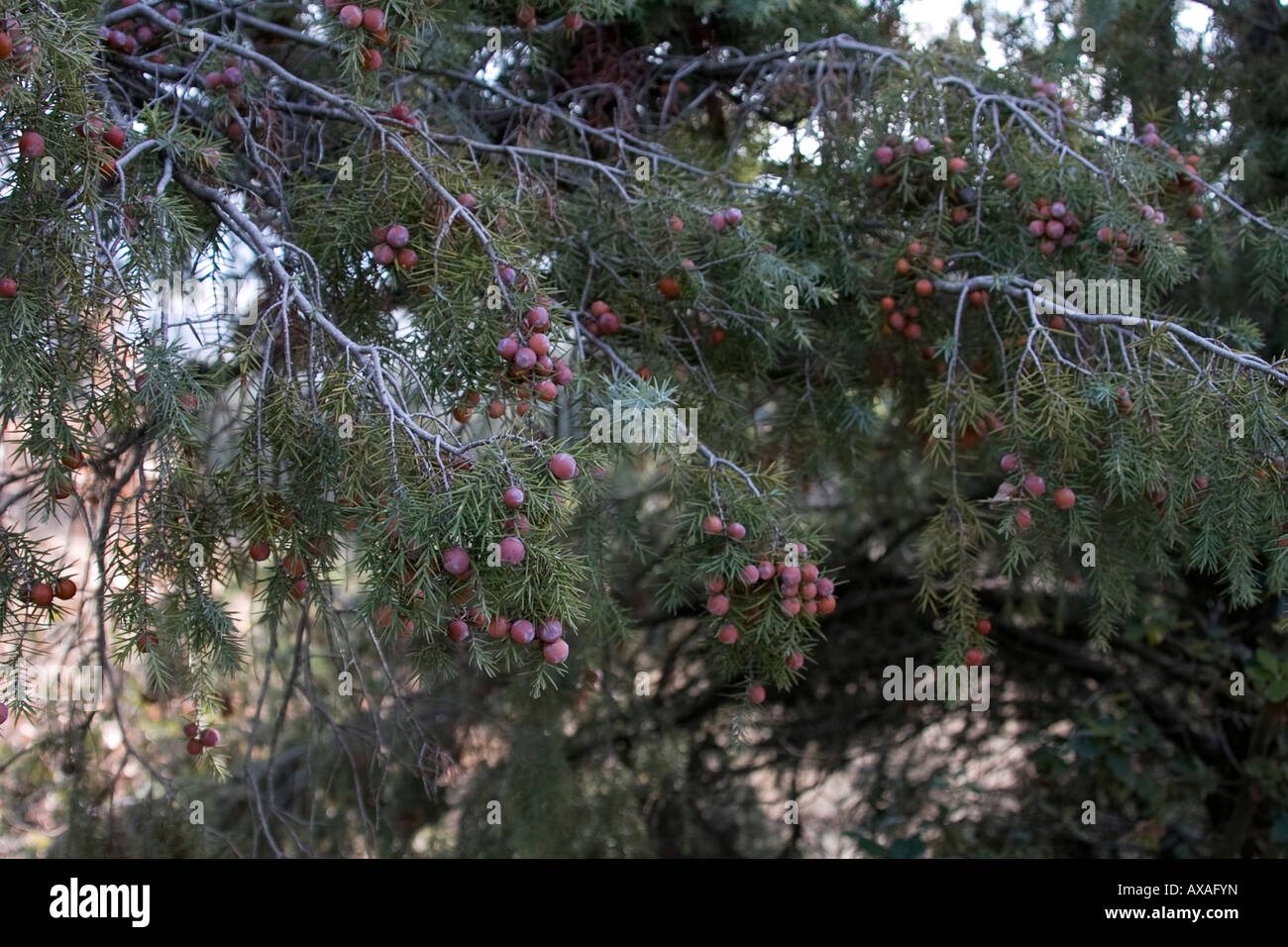 Common Juniper Cupressaceae Juniperus communis. Tree branch and fruits ...