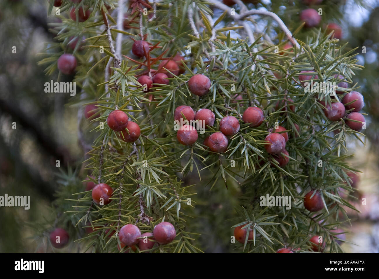 Common Juniper Cupressaceae Juniperus communis. Tree branch and fruits ...
