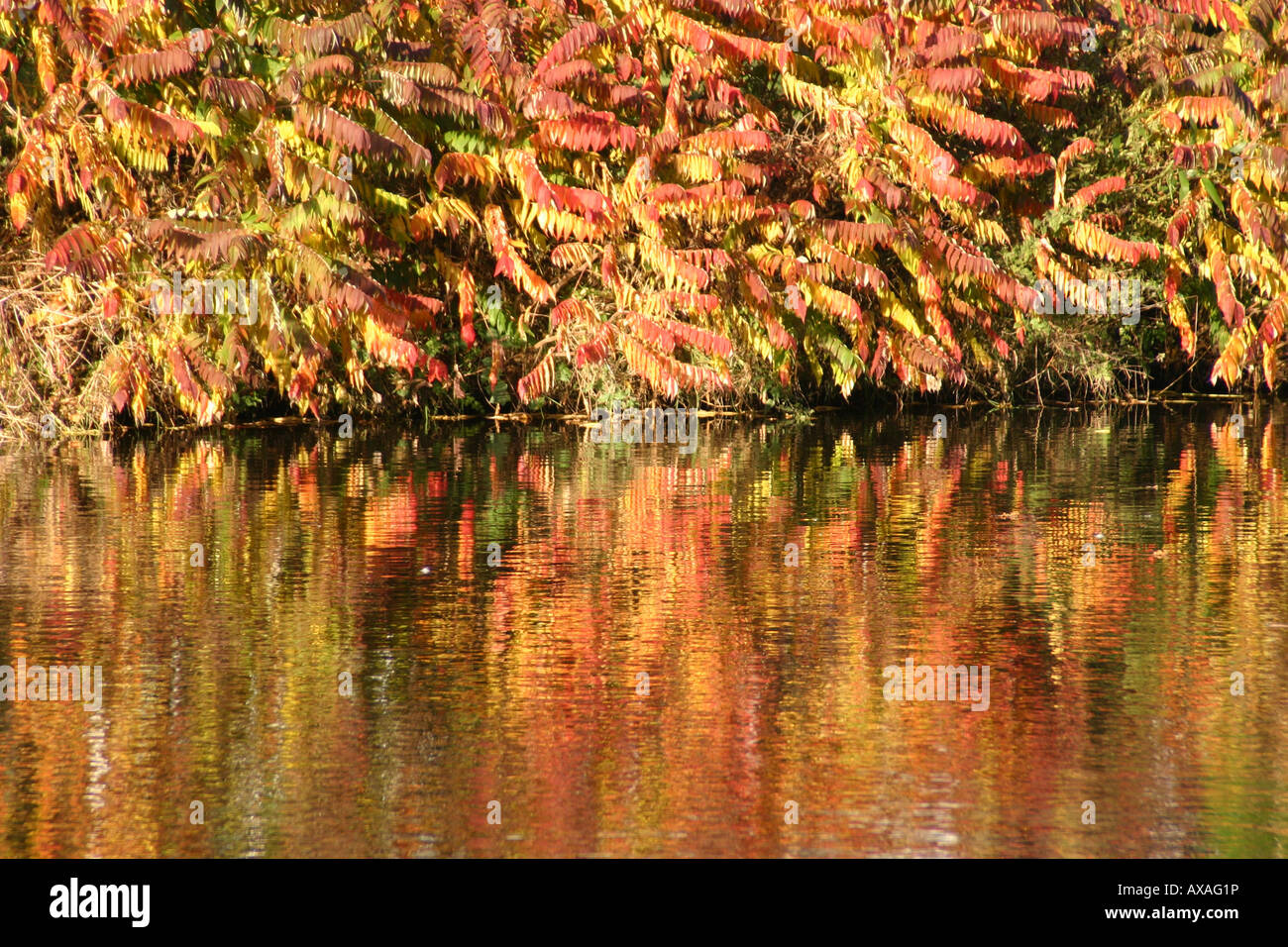 Riverside plants hi-res stock photography and images - Alamy