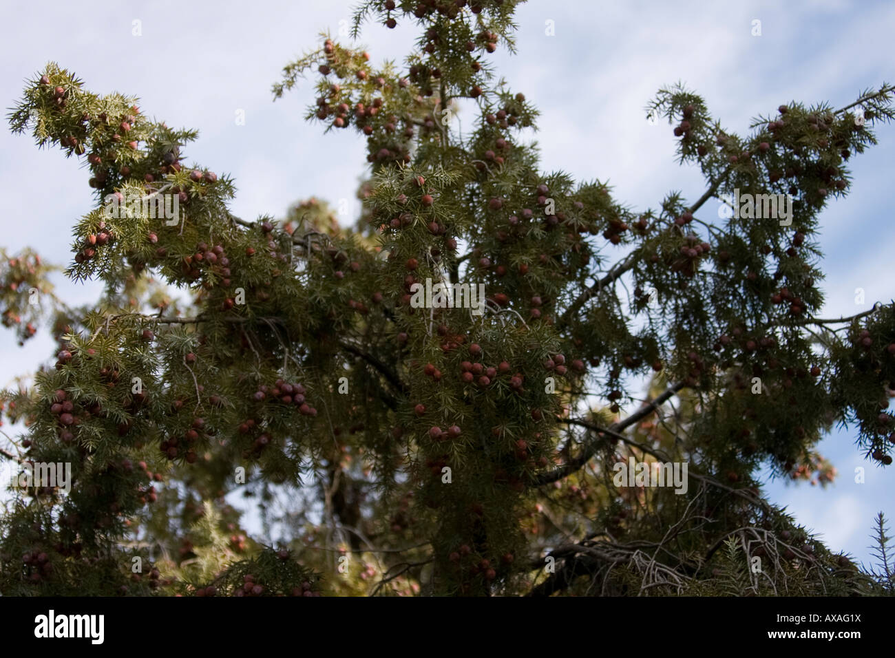 Common Juniper Cupressaceae Juniperus communis. Tree branch and fruits ...