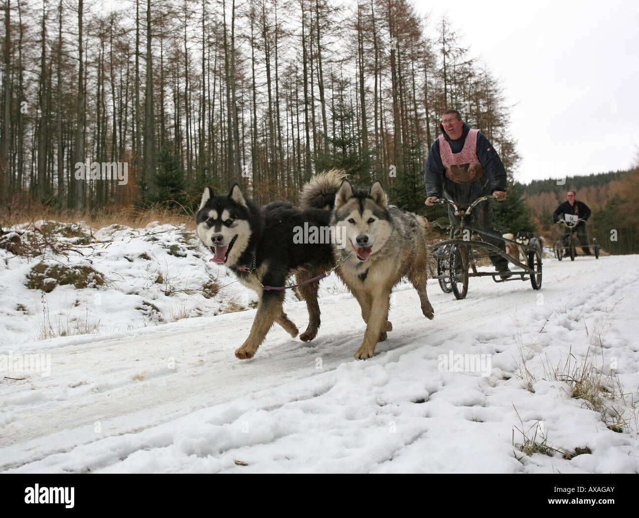 Husky racing in snow at Fetteresso Forest near Stonehaven ...