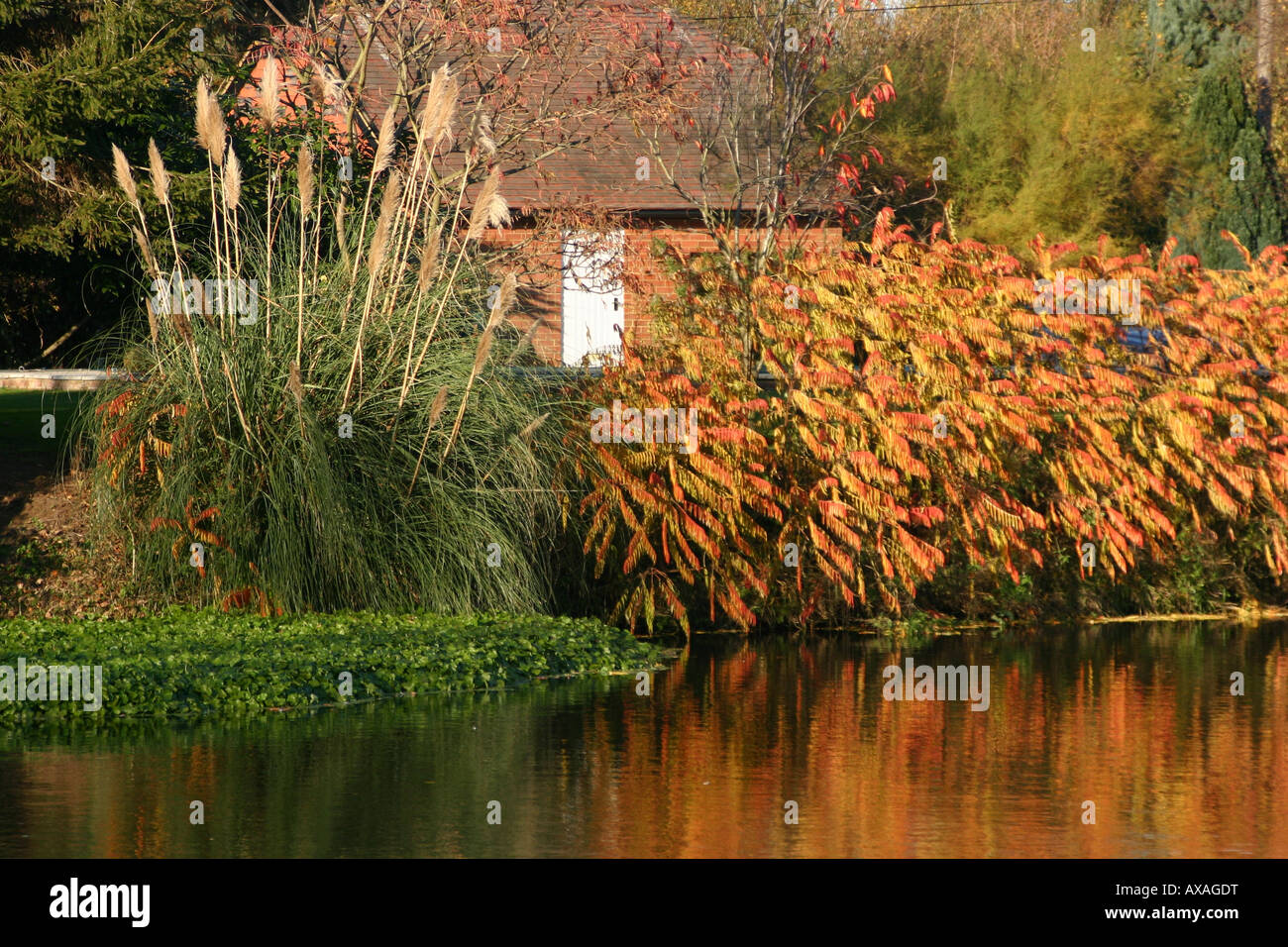 autumn riverside reflection bushes plants colours river medway yalding ...