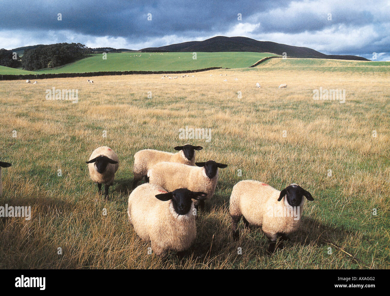 Sheep out at feed, Great Britain, Europe Stock Photo - Alamy