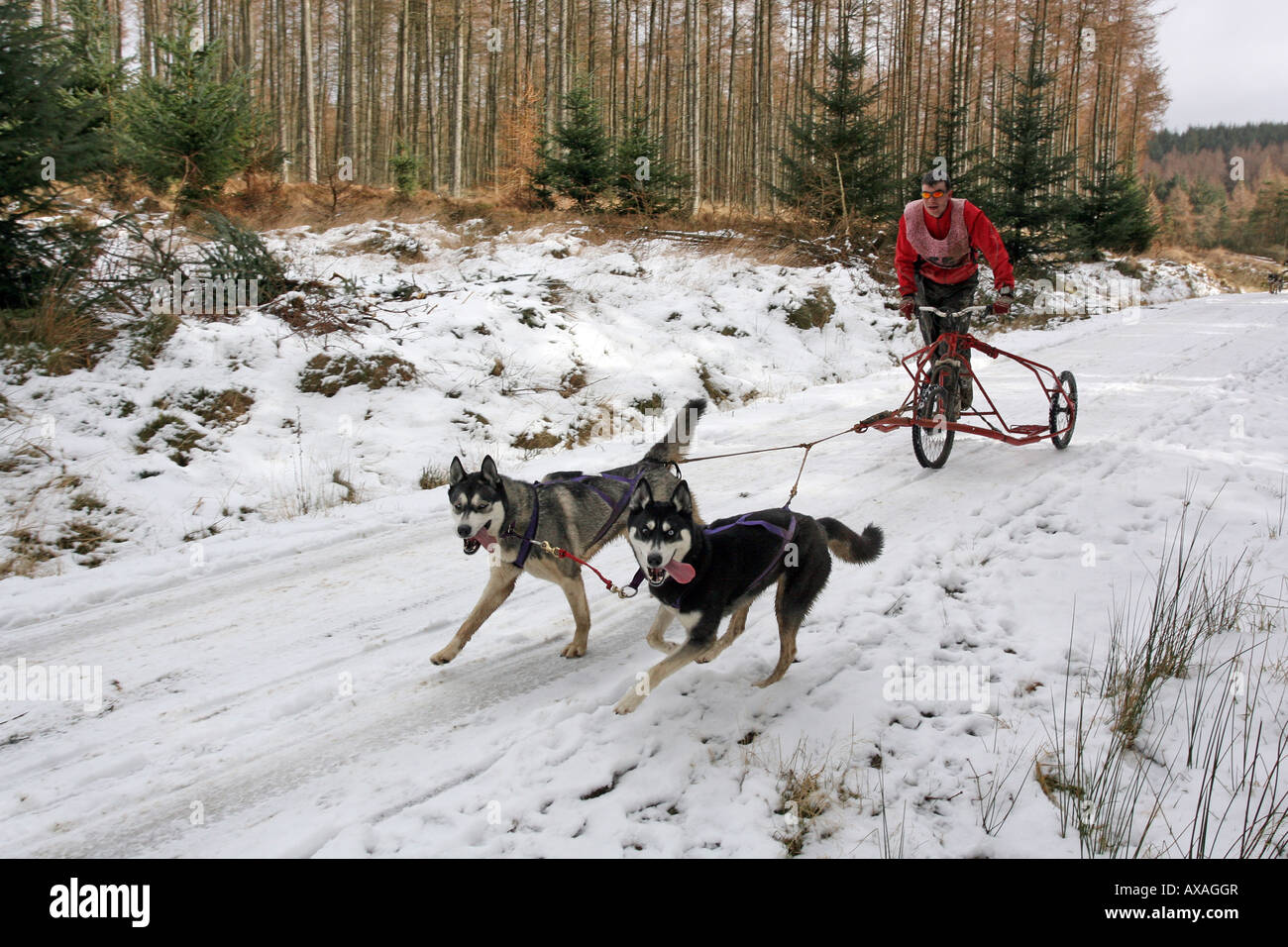 Husky racing in snow at Fetteresso Forest near Stonehaven ...