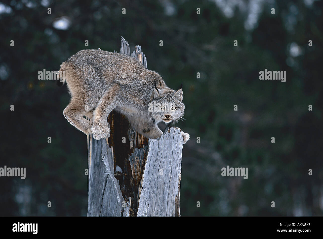 Kanadischer luchs hi-res stock photography and images - Alamy