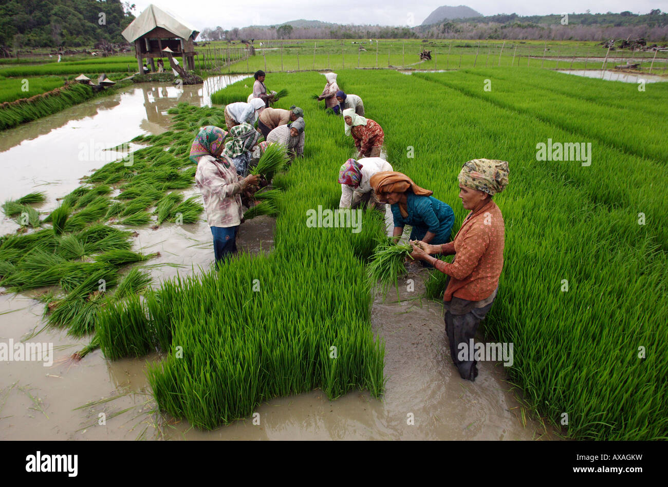 Women working on a rice field, Lamno, Indonesia Stock Photo - Alamy